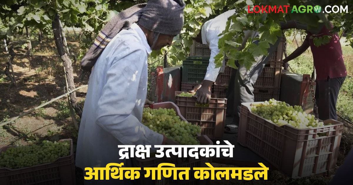 Draksh Market : शरद सीडलेससह निर्यातक्षम द्राक्ष वाणांना काय दर मिळतोय ...