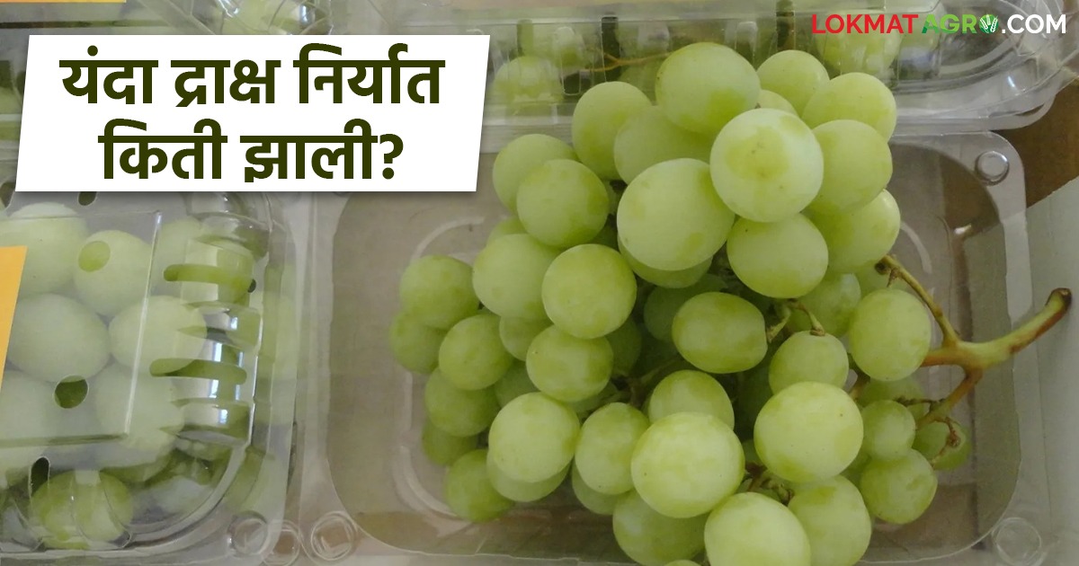 यंदा द्राक्ष निर्यात किती झाली? परकीय चलन किती आले? भाव कसा मिळाला ...