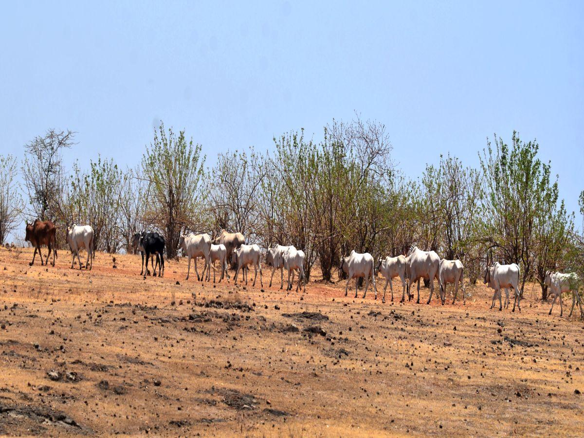 माण-खटाव तालुके दुष्काळी जाहीर करण्यासाठी १५ दिवसांची मुदत - दिलीप ...