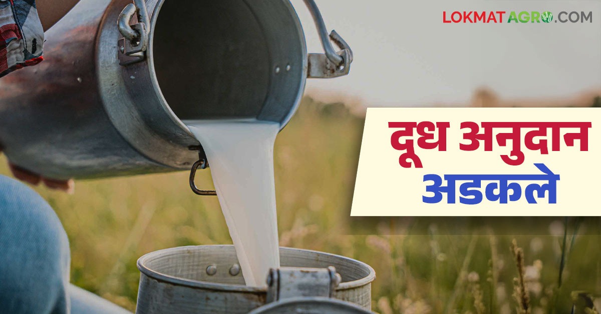 Dudh Anudan : दूध उत्पादकांचे ४९ कोटी अनुदान अडकले; शेतकऱ्यांच्या हातात ...