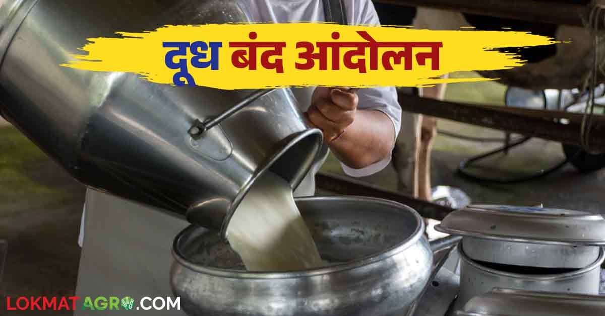 Dudh Andolan : साताऱ्यात २३ डिसेंबरपासून 'दूध बंद' आंदोलन; काय आहेत दूध ...