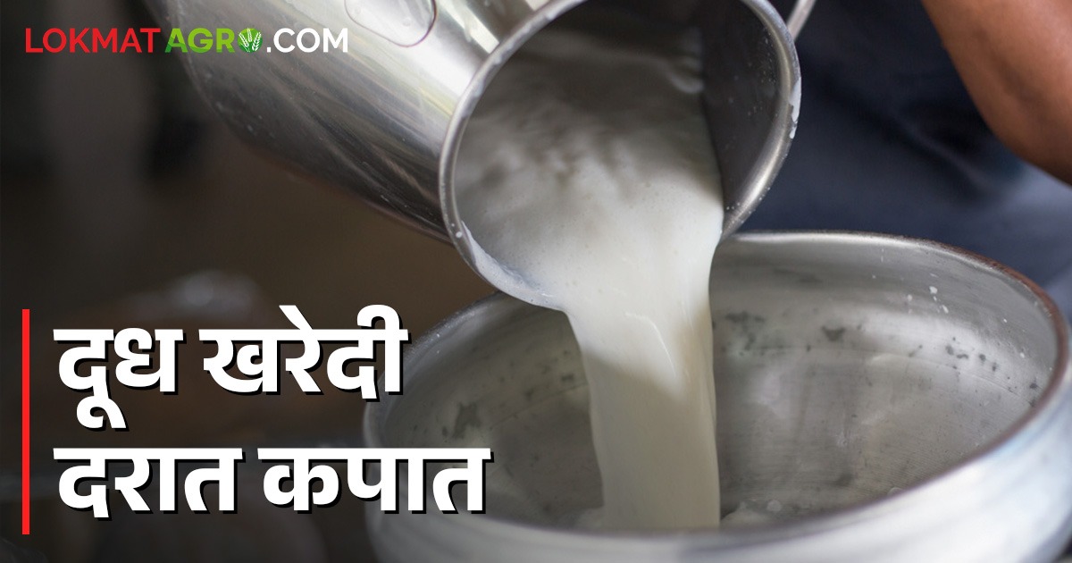 Dudh Dar : गोकुळ व वारणाच्या गाय दूध खरेदी दरात तीन रुपयांची कपात ...