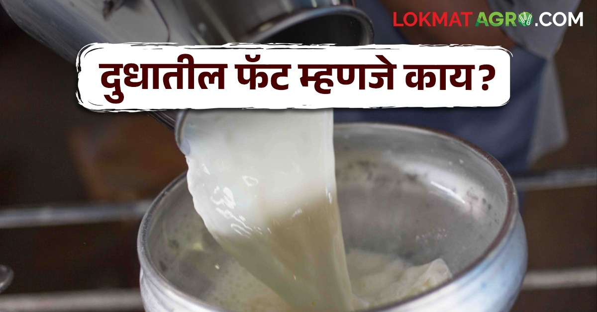 Dudh Fat : पावसाळ्यात दुधाला फॅट कमी का लागते? वाचा सविस्तर | Dudh Fat ...
