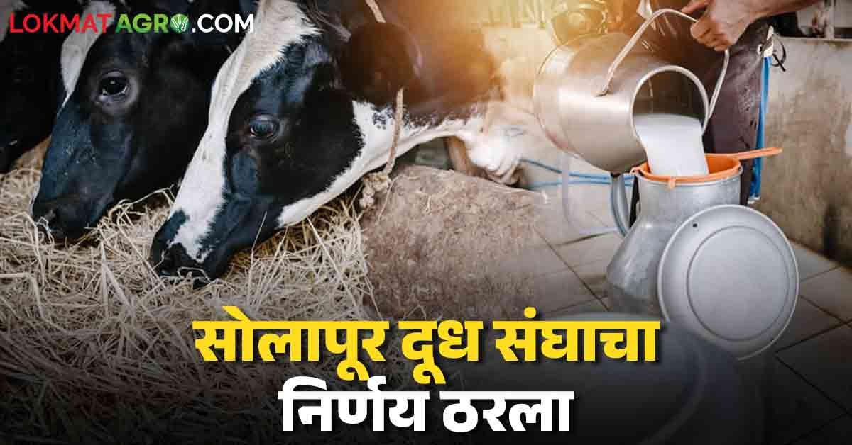 Solapur Dudh Sangh : अखेर ठरलं, सोलापूर जिल्हा दूध संघ एनडीडीबीकडे वर्ग होणार | Solapur Dudh ...