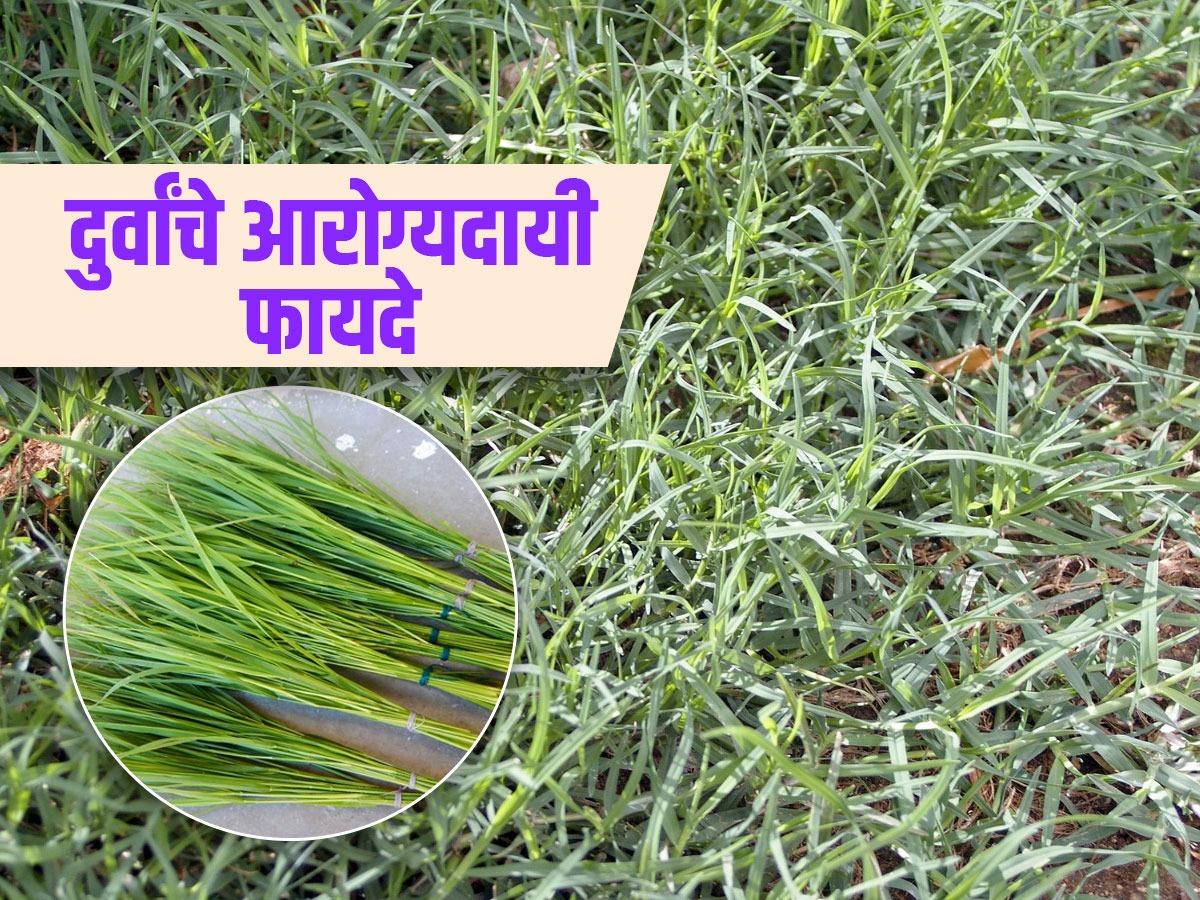 गणपतीला आवडणाऱ्या दुर्वांमध्ये आहेत औषधी गुण, त्वचाविकार-डोकेदुखीसह ...