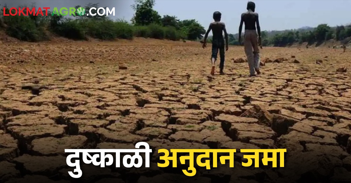 दुष्काळी अनुदान जमा; खात्यावर मदत आल्याने शेतकऱ्यांना मिळाला दिलासा ...