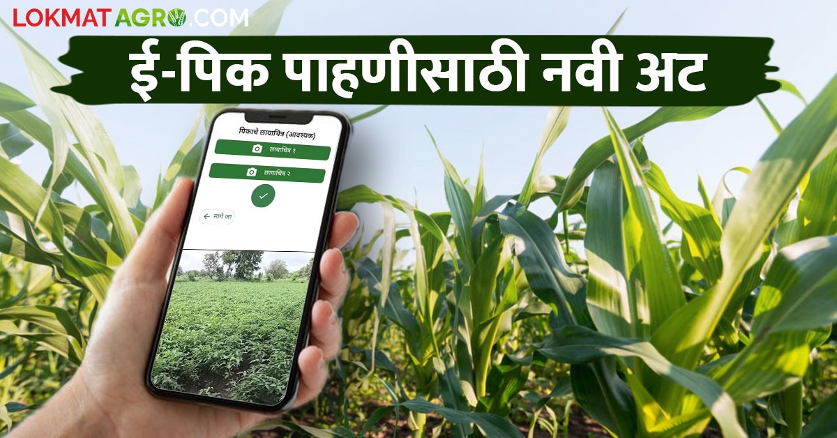 E Pik Pahani : ई-पीक पाहणी करताना पिकाचा असा फोटो काढणे बंधनकारक; वाचा ...