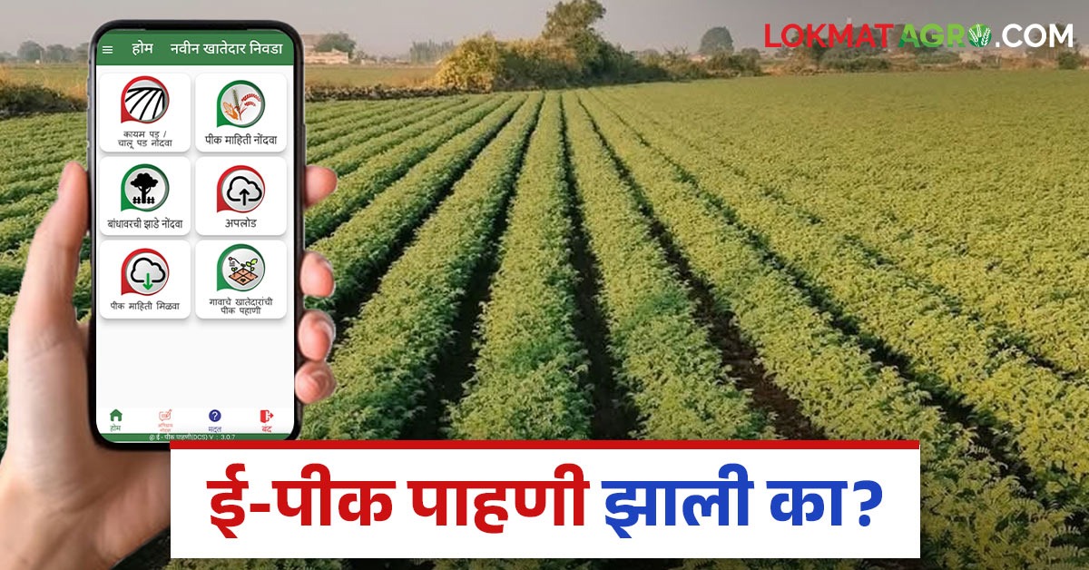 E Pik Pahani : तुमची ई-पीक पाहणी झाली आहे का नाही? हे बघा आता घरबसल्या ...