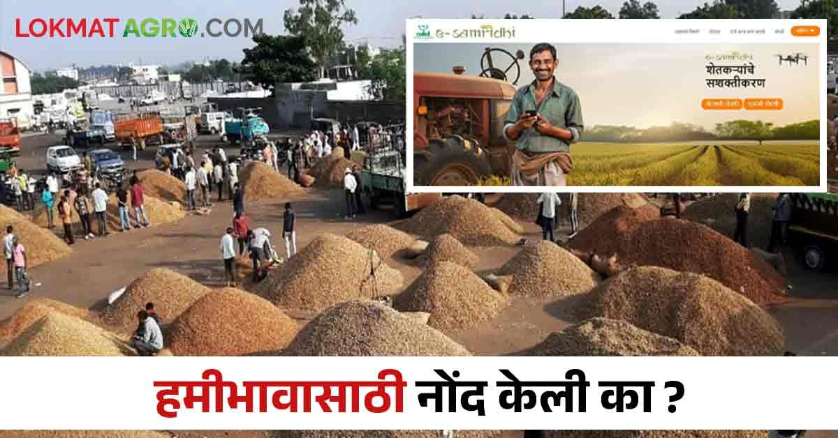 यंदा हमीभावाने शेतीमाल विक्री करायचा; तर ई समृद्धीवर आगाऊ नोंदणी गरजेची ...
