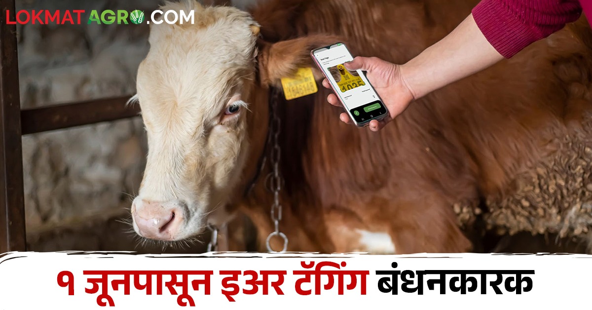 Animal Ear Tagging राज्यात २ कोटी ४४ लाख जनावरांचे टॅगिंग पूर्ण ...