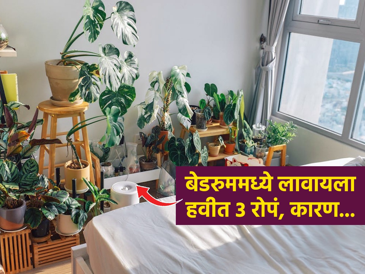 बेडरुमध्ये लावा ३ हिरवीगार इनडोअर प्लांट्स, वाटेल कायम फ्रेश-मिळेल ...
