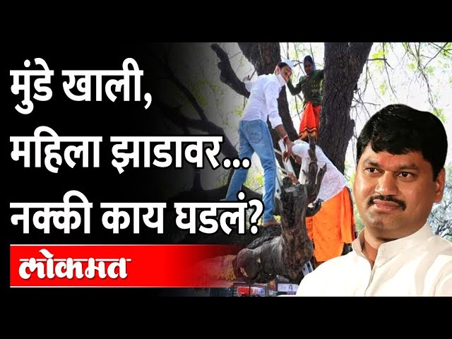 Dhananjay Munde खाली,राष्ट्रवादीचे आमदार थेट झाडावर का चढले? Beed MLA ...