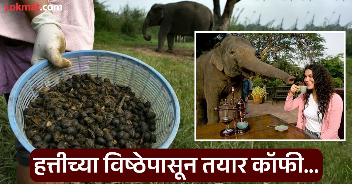हत्तीच्या विष्ठेपासून तयार केली जाते जगातील सगळ्यात महाग कॉफी, पाहा काय ...
