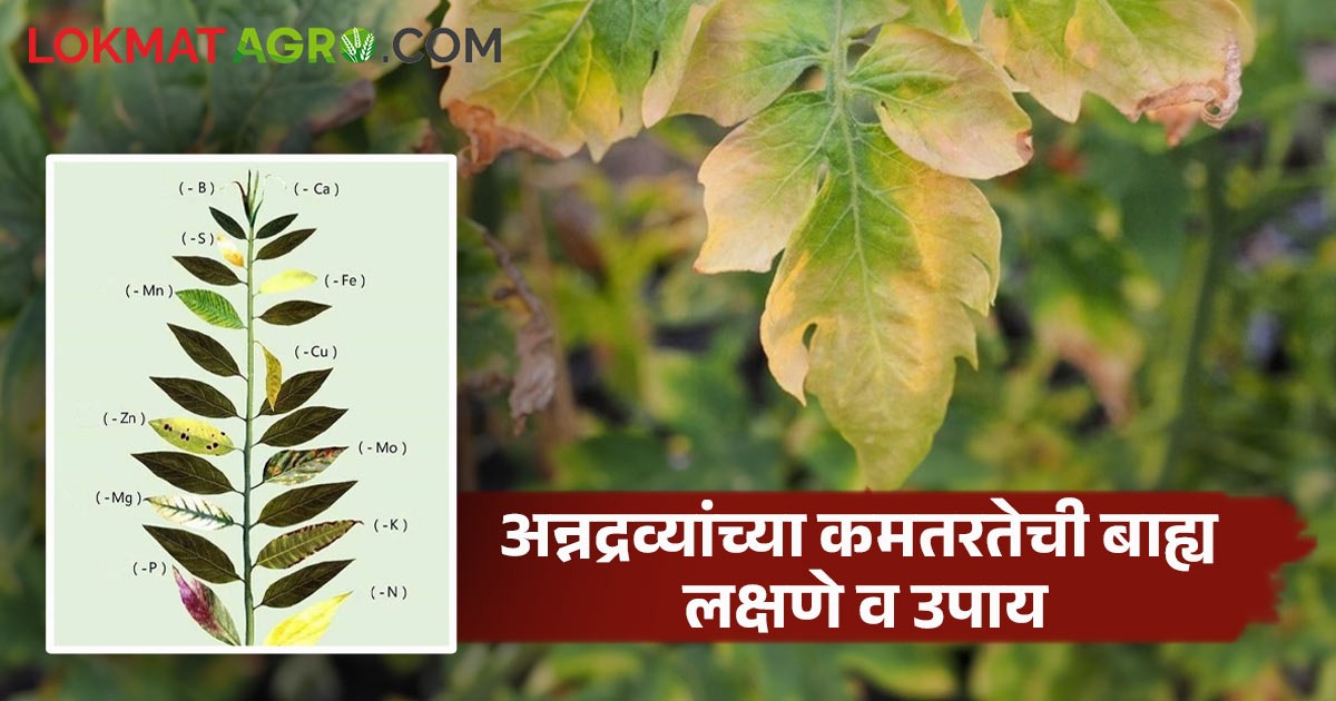 Nutrient Deficiency In Crop : अन्नद्रव्यांच्या कमतरतेमुळे पिकावर दिसून ...