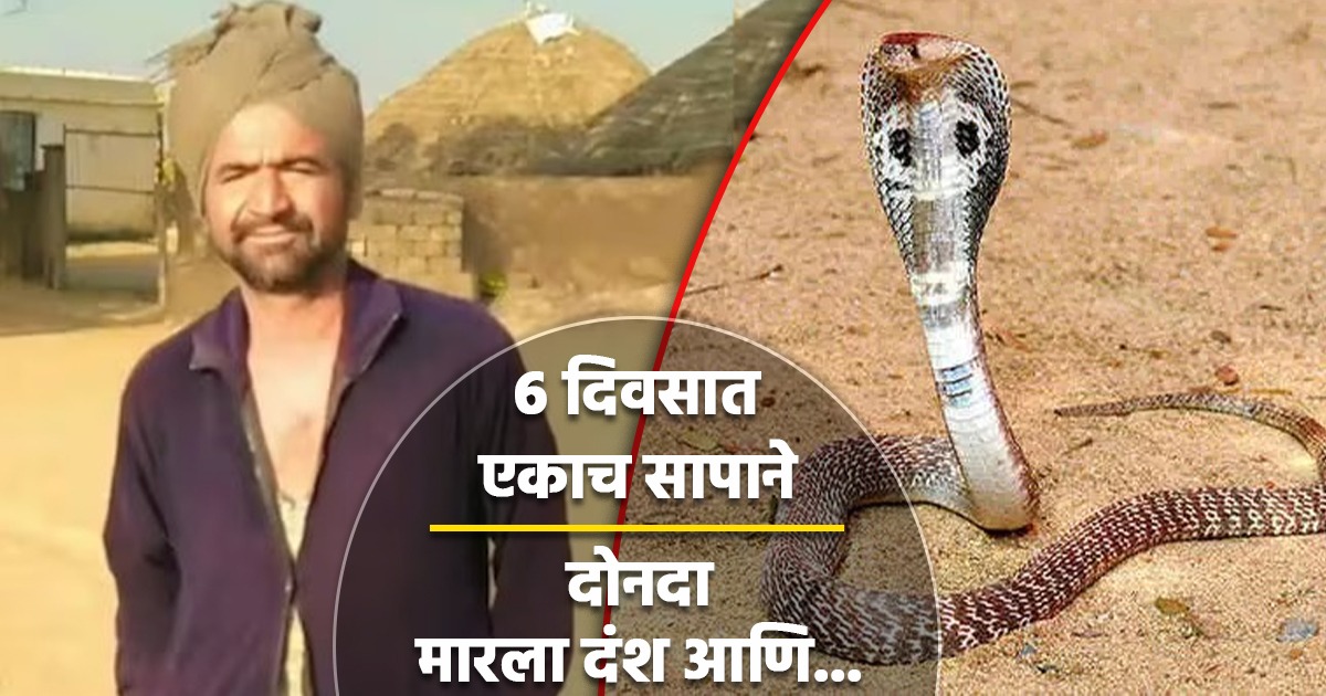 धक्कादायक! 6 दिवसात एकाच सापाने दोनदा मारला दंश, पहिल्यांदा वाचला पण दुसऱ्यांदा... - Marathi ...