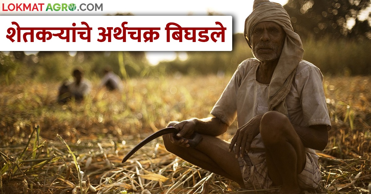 बियाणे, खतांच्या दरवाढीमुळे बळीराजा आला मेटाकुटीला ! | Due to increase ...