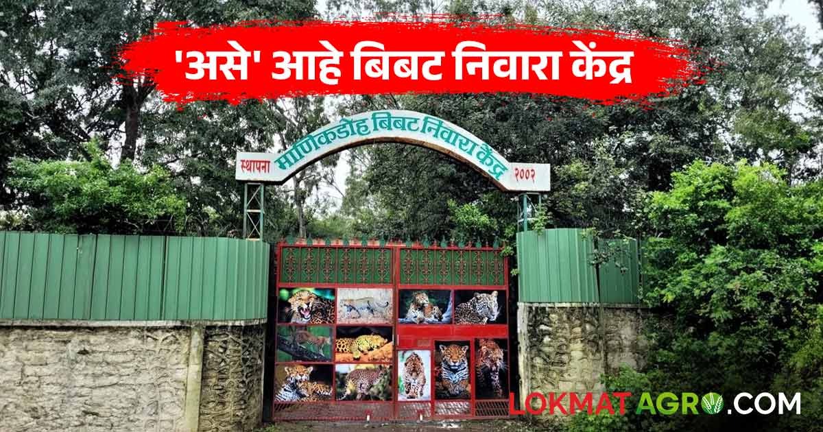Leopard : माणिकडोह येथील बिबट निवारा केंद्र नेमकं कसं आहे? काय आहेत ...