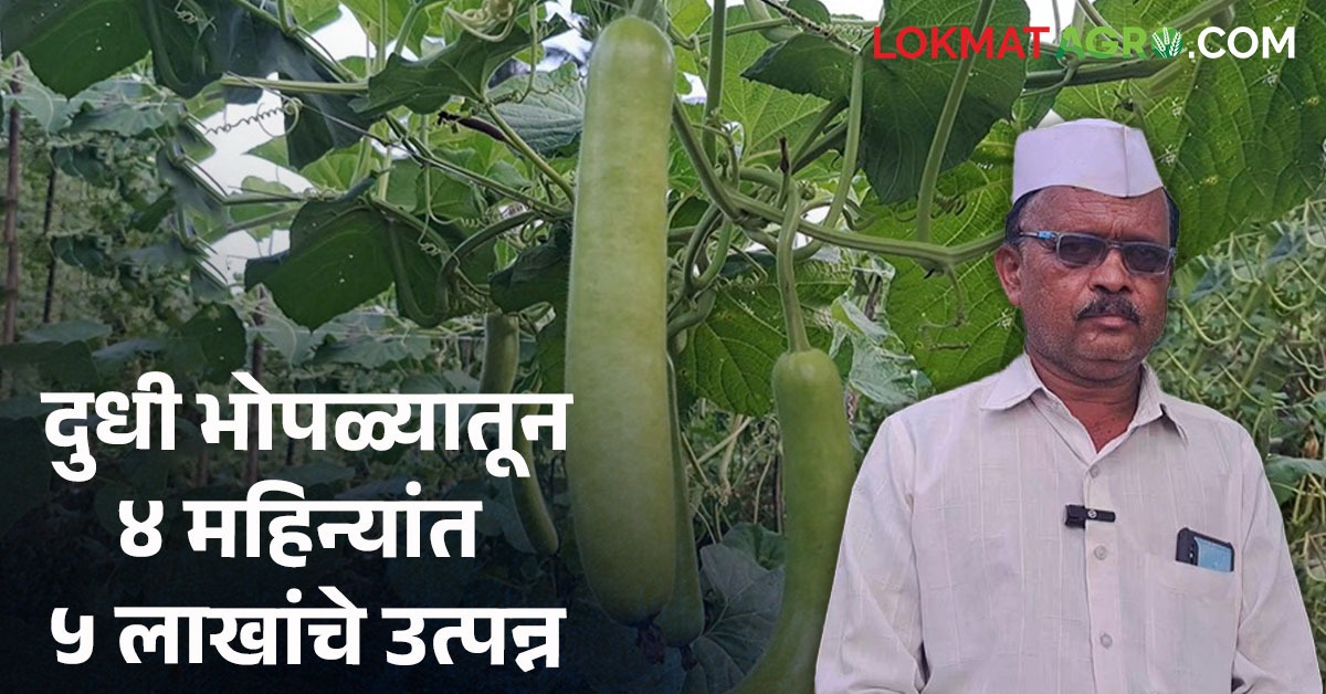 Success Story : १ एकर दुधी भोपळ्यातून ४ महिन्यात साडेसात लाखांचे ...