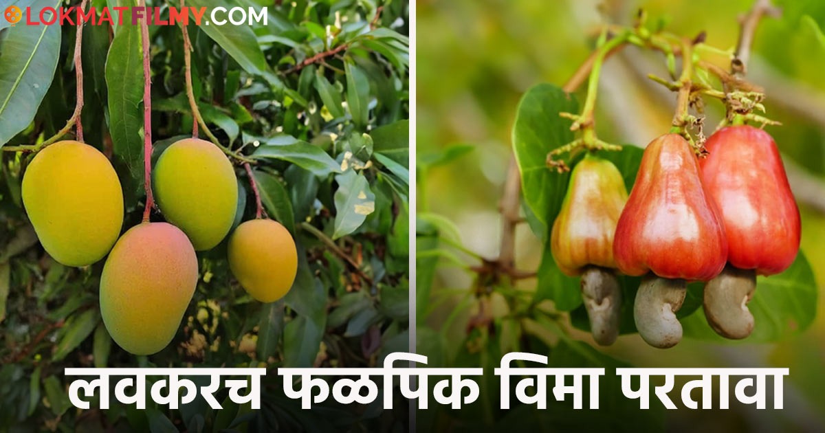 Fal Pik Vima 2024 : आंबा व काजू पिकांसाठी फळपिक विमा परतावा जाहीर ...