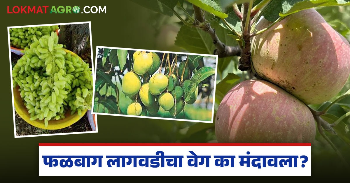 latest news Falbag Yojana: Why has the pace of orchard cultivation ...