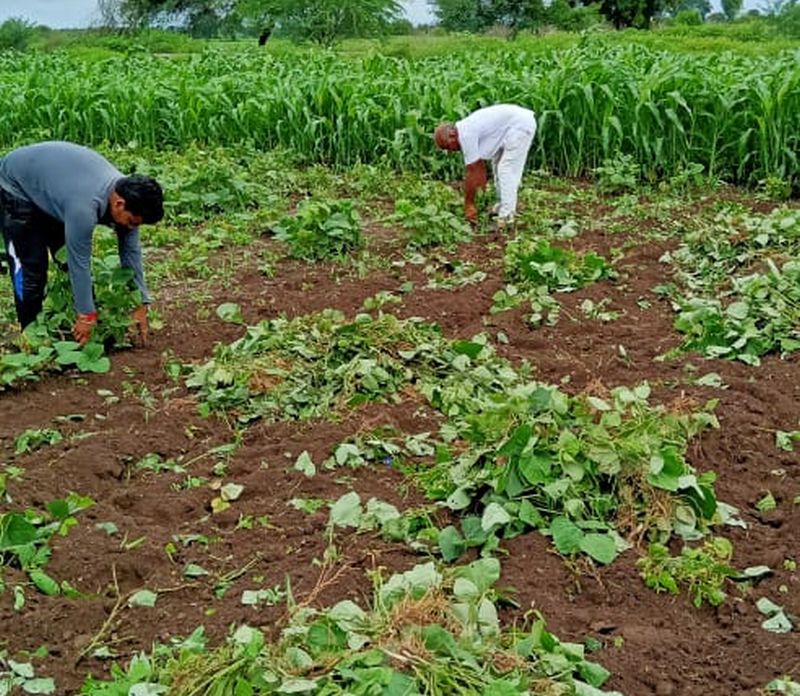 ११ एकरातील मुगाचे पीक उपटून फेकले! Akola Marathi News | 11 acres of Mug ...