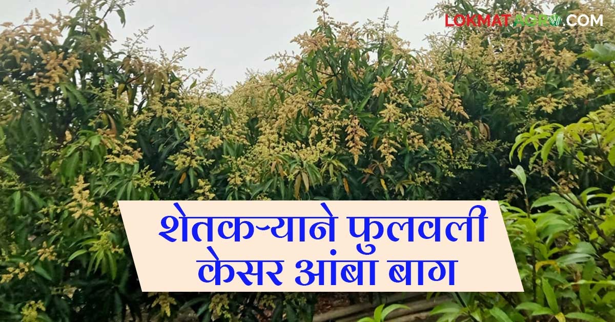 Farmers of Pardi have blossomed their saffron mango orchard...!!