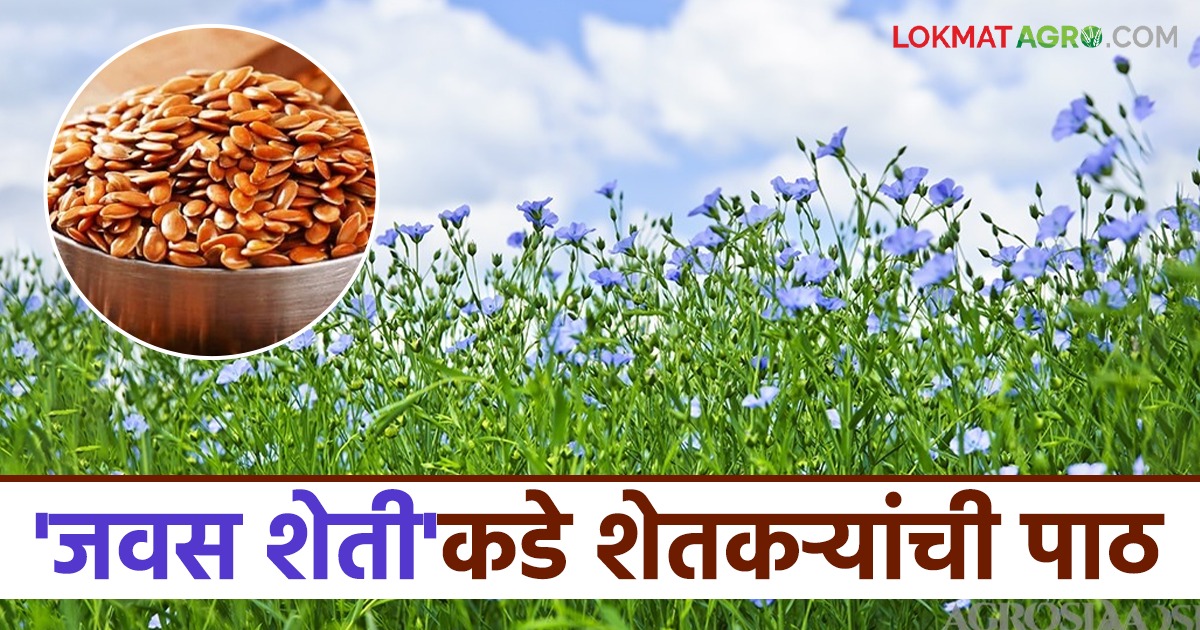 Javas Sheti : पैसे देणारे पीक जवस; तरीही शेतकऱ्यांची पाठ का? | Javas ...