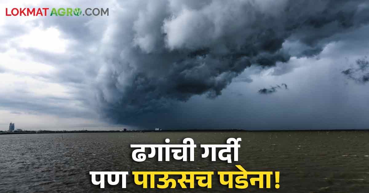 नुसतीच ढगांची गर्दी, पाऊस गायब; पेरणी वाया जाण्याची भीती | Just a crowd ...