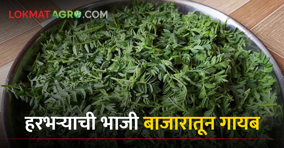 हरभऱ्याची भाजी बाजारातून झाली गायब,चटकदार आंबट चवीची खवैय्यांना ...