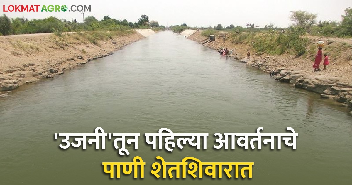 Ujjani Water Release : उजनीच्या पहिल्या आवर्तनाचे पाणी कॅनॉलद्वारे शेत ...