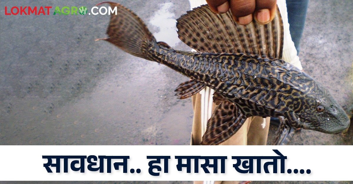 सावधान; कासारी नदीमध्ये सापडला हा विदेशी जातीचा मासा | Beware; This ...