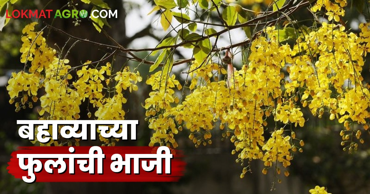 Bahava Tree : बहाव्याचे झाड माहितीय का? या झाडांच्या फुलांची भाजी कशी ...