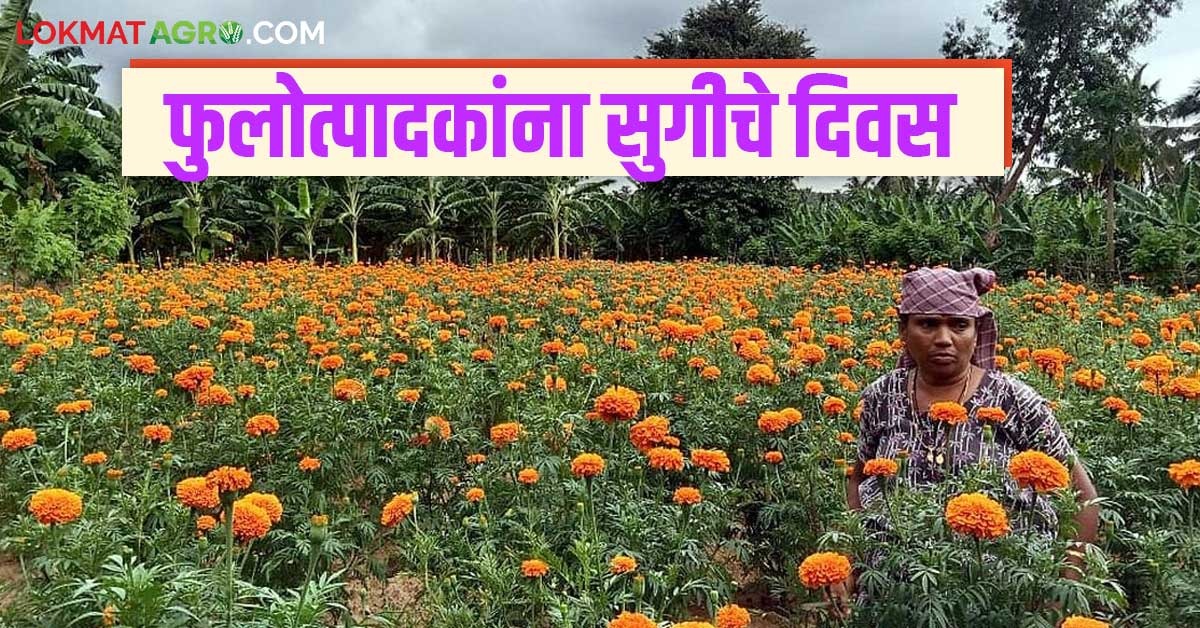 Ful Market : गेल्या आठवड्यात फुलांचे मार्केट वाढले, आता कोसळले, पुढे ...