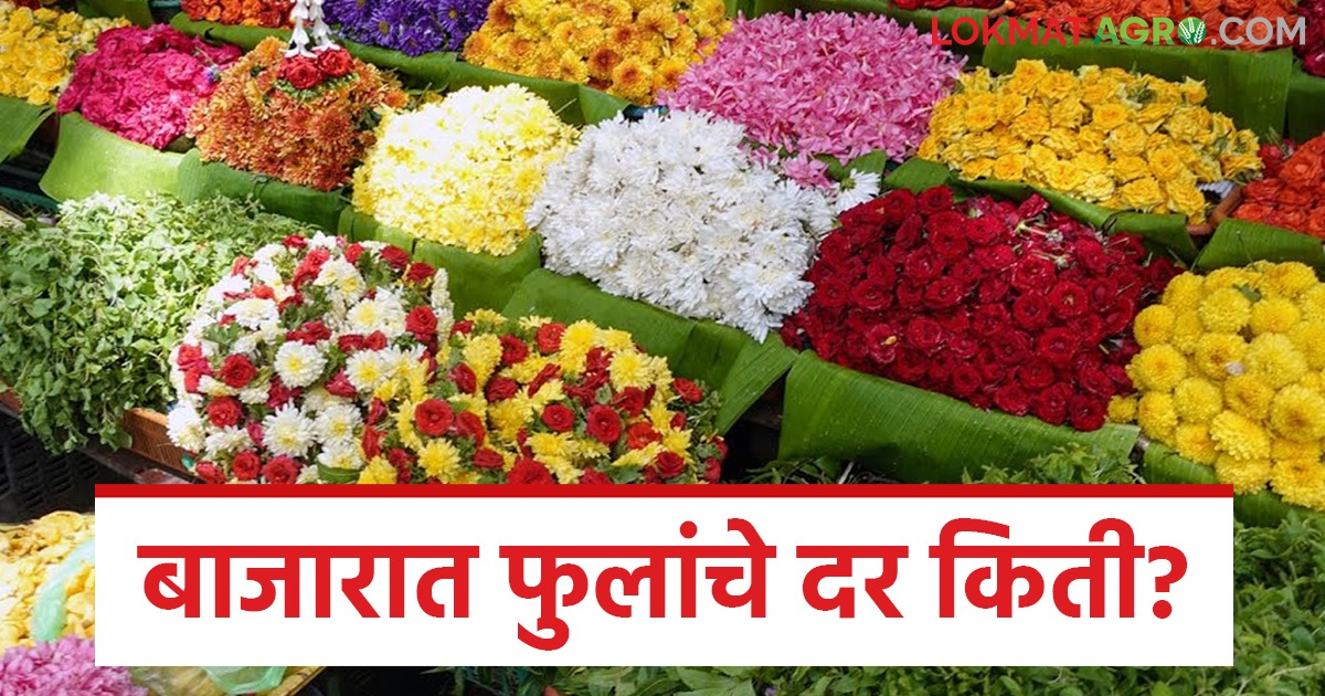 latest news Flower Market: Flowers have become a 'luxury'! Prices have ...
