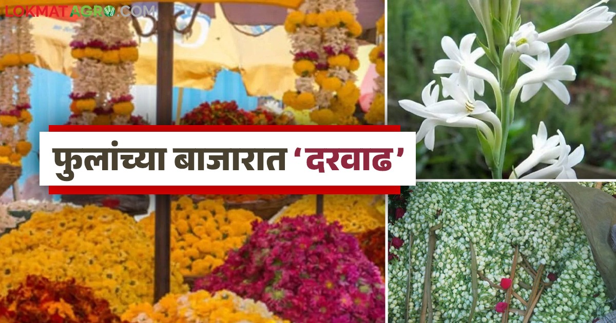 latest news Inflows decreased; prices of garlands including flowers ...