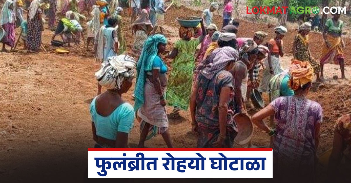 latest news Fulambri Order to investigate 96 works of Rohyo read in details