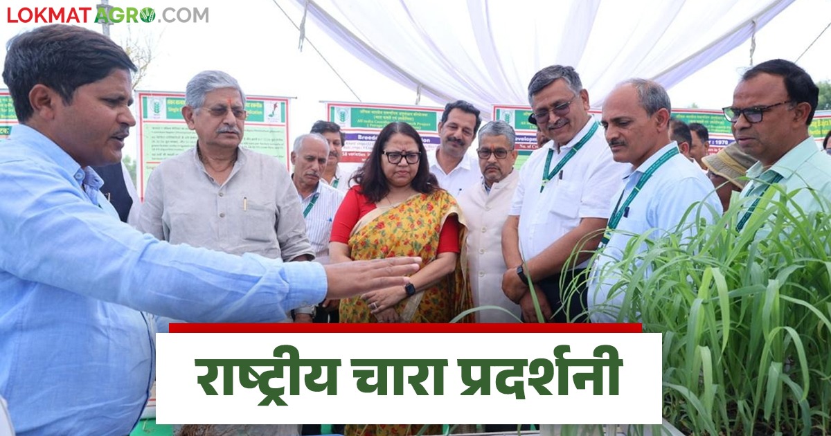 Fodder Production : देशातील 10 कोटी हेक्टर नापीक जमिनीवर चारा ...