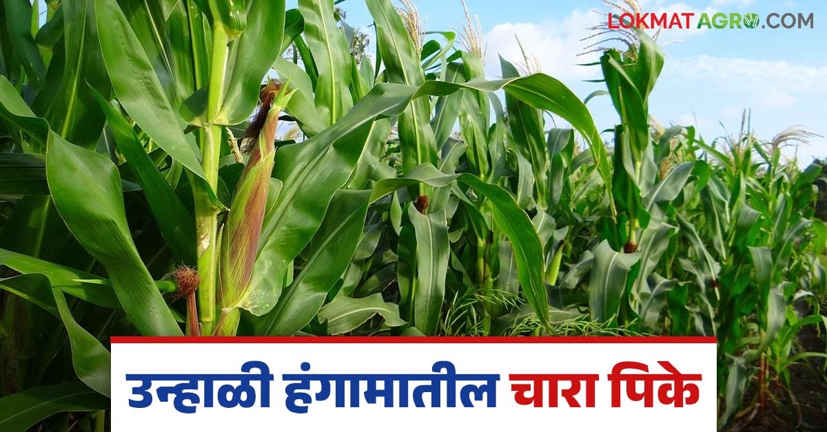 Fodder Crops : उन्हाळी हंगामात 'ही' चारा पिके घ्या, अधिक उत्पादन मिळवा ...