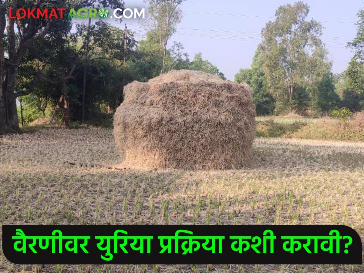 वैरणीवर युरिया प्रक्रिया कशी करावी? | Latest News How to do urea ...