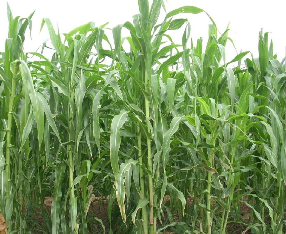 विद्यापीठाने चाऱ्याचे नियोजन करणे गरजेचे | It is necessary for the ...