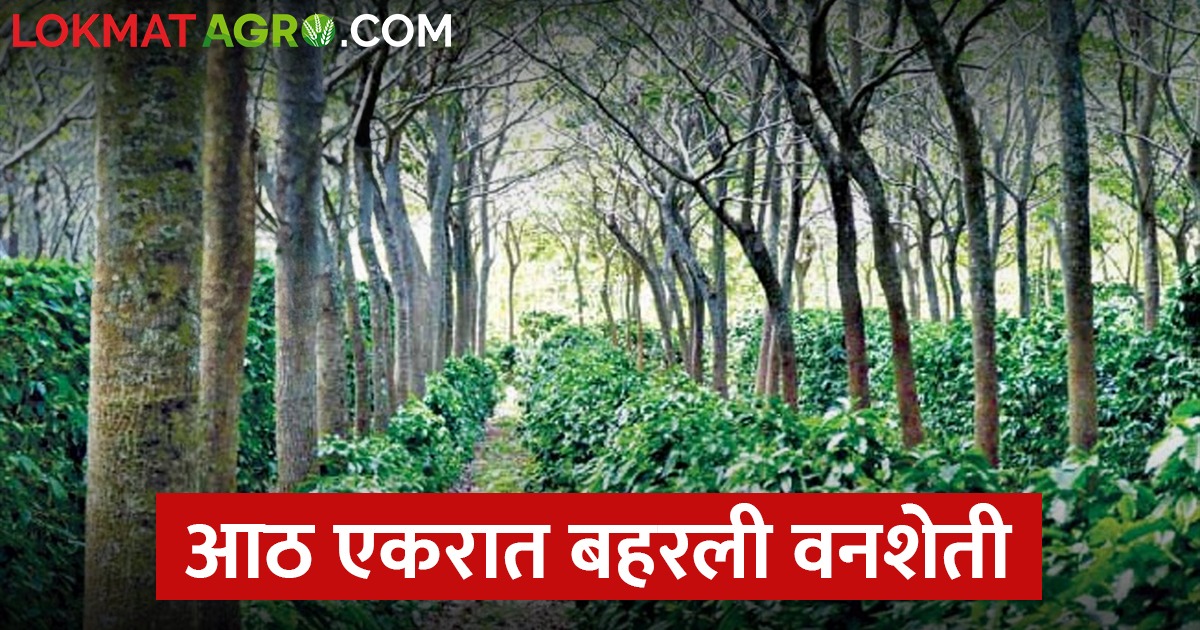 Forest Farming : शेतकऱ्याने आठ एकरांत बहरवली वनशेती, लागवड कशी करावी ...