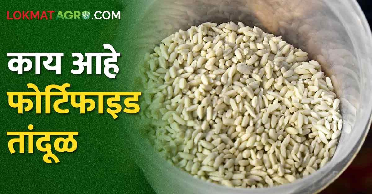 प्लास्टिक तांदूळ नव्हेत.. हे तर आहेत पौष्टिक फोर्टिफाइड तांदूळ | Not ...