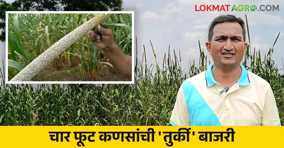 Turkey Bajari : कोरडवाहू शेतीसाठी वरदान असलेली 'तुर्की' बाजरी 'या ...