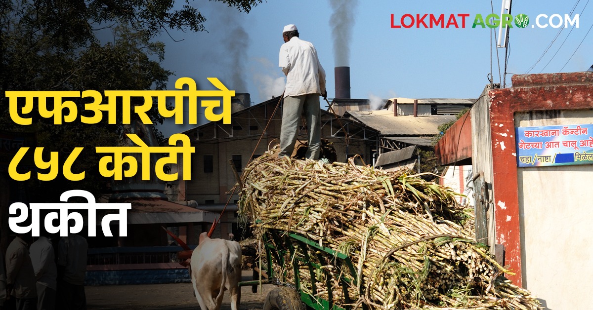 Sugarcane FRP १२७ कारखान्यांकडून १०० टक्के एफआरपी जमा, उरलेले ८० ...