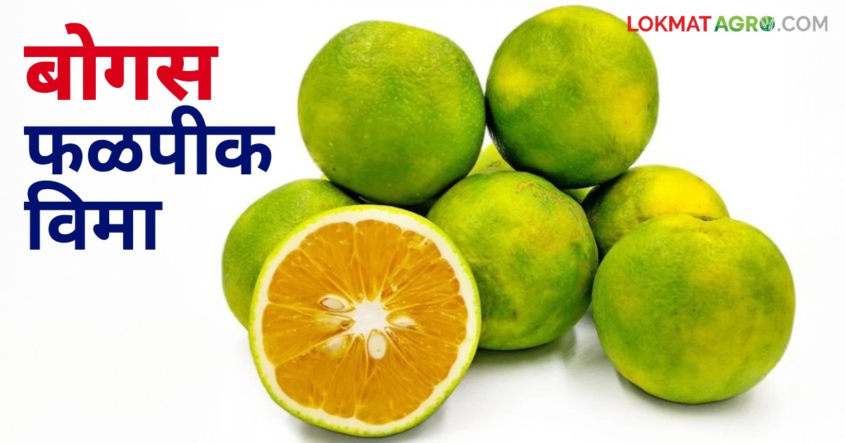 Bogus fruit crop insurance in jalana district