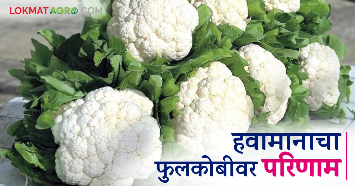 how cloudy weather affects cauliflower Read in detail
