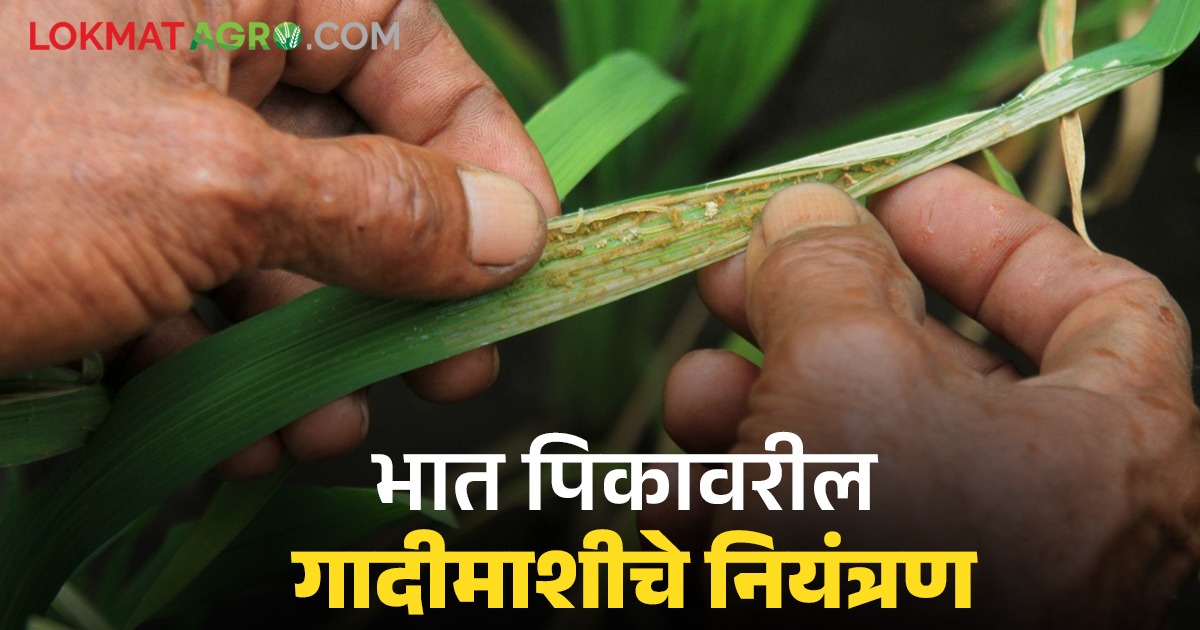 Paddy Crop Management : भात पिकावर गादमाशीचा प्रादुर्भाव, असे करा ...