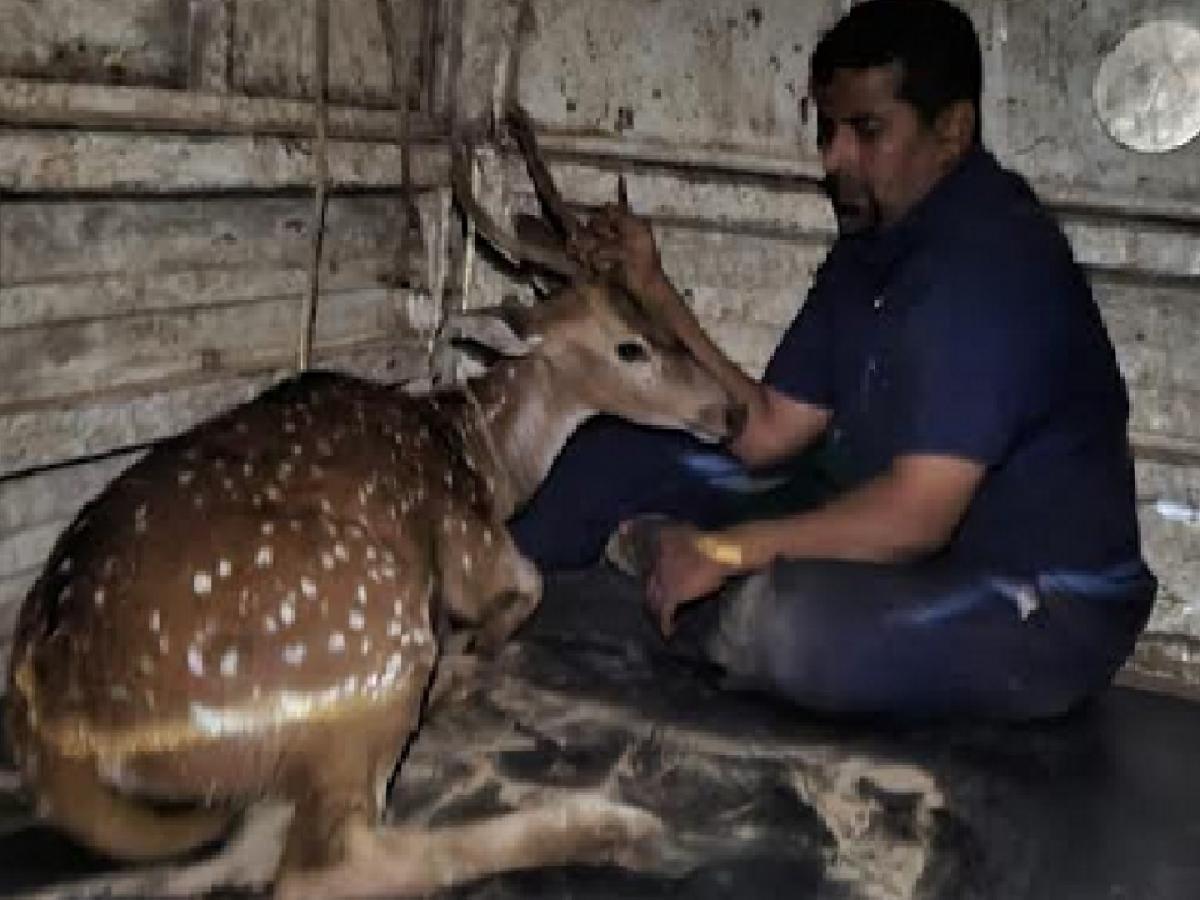 पाण्याच्या शोधात विहिरीत पडले सांबर, शेतकरी व प्राणीमित्रांनी दिलं ...