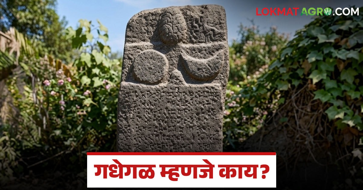 विहिरीत सापडली चौदाव्या शतकातील गधेगळ, गधेगळ म्हणजे काय, त्याच इतिहासात ...