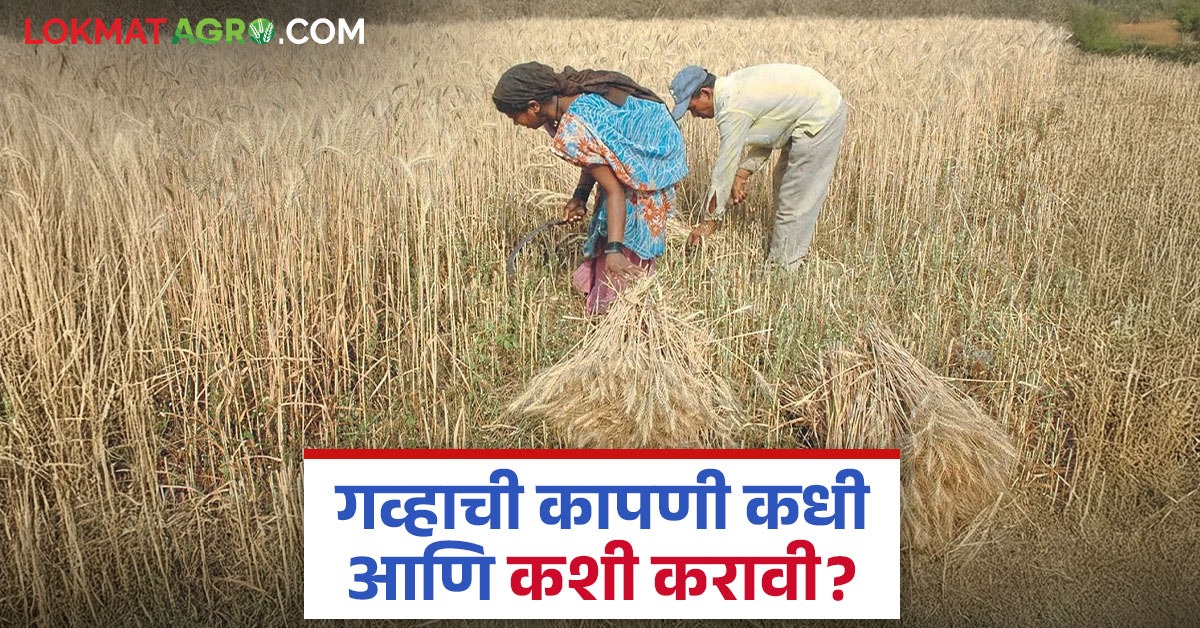 Gahu Kadhani : गव्हाचे उत्पादन टिकवण्यासाठी काढणीवेळी हे सूत्र लक्षात ...